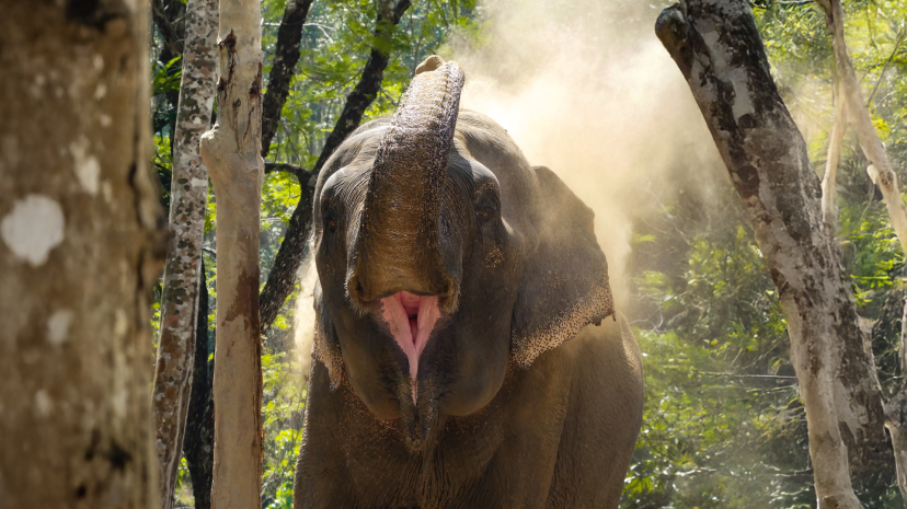Phuket Elephant Sanctuary | Thailands Ethical Elephant Sanctuary